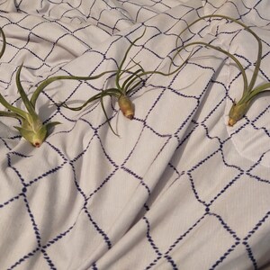 Air Plant Xeric Variety Mix of 10 Airplant Tillandsia | Etsy