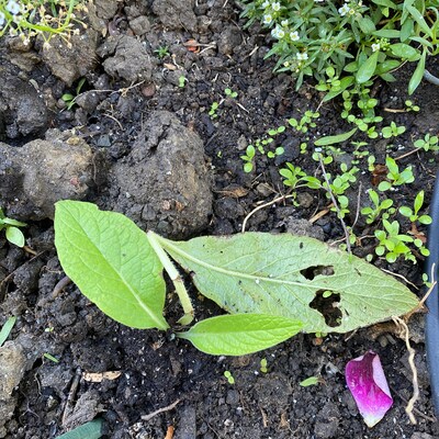 50 Seeds, Sunchoke Seeds, Jerusalem Artichoke Seeds, Helianthus ...