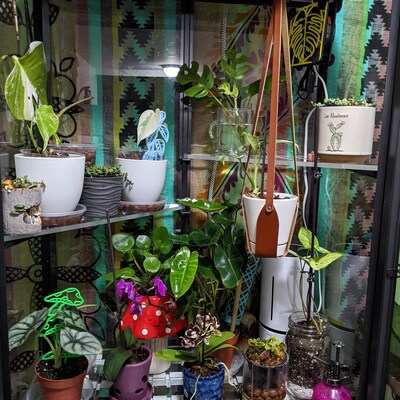 Plant Trellis Cebu Blue Pothos Plant Art Plant Decor - Etsy Canada