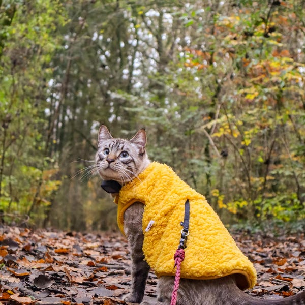 Stylish CAT Rain JACKET, Waterproof Cat Coat, Yellow Vintage Fisherman ...