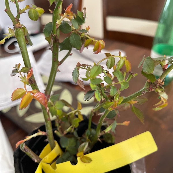 Rose【scheherazade| シェエラザード】-1.5 Gal Ownroot | Rare Rose| Strong ...