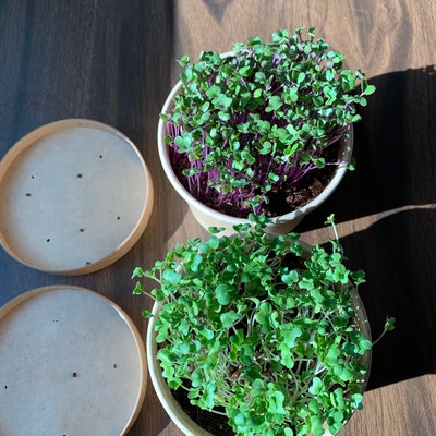 Silicone Reusable Microgreen Grow Medium / Microgreen Grow Mat ...