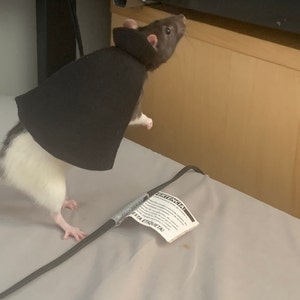 Jack O' Lantern Cape Costume for Pet Rats Orange Cape | Etsy