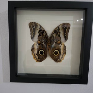 Real Atlas Moth Shadow Box Frame Framed Attacus Atlas Moth - Etsy