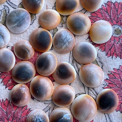 Haitian Rose Cockle Shells, Strawberry Cockle Shells, Craft Shells ...