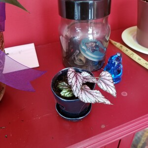 Goldfish Watering Can Fish Watering Can Cute Watering Can | Etsy