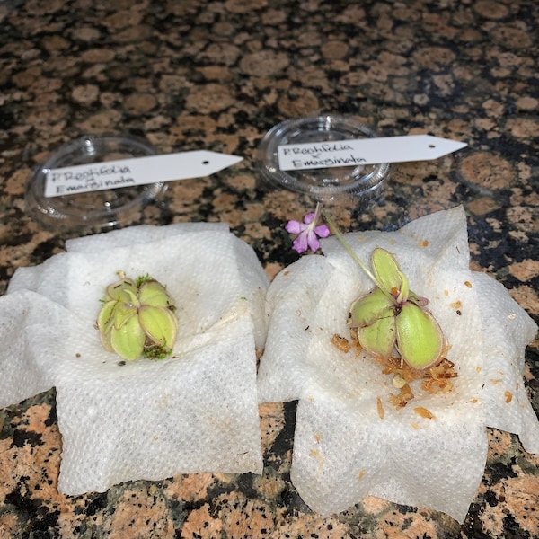 Fresh Seeds-drosera Hookeri, Australian Winter Growing Tuberous Sundew ...