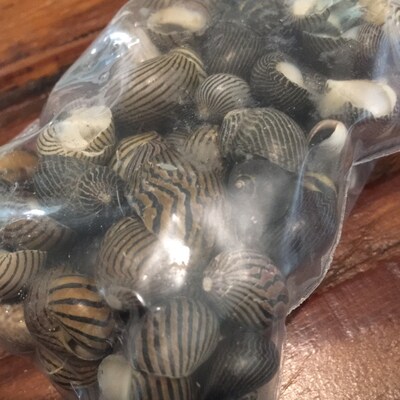 Natural Shell, Sea Shell, Sizes 9mm-11mm, 60pcs, Mix, NO HOLES - Etsy