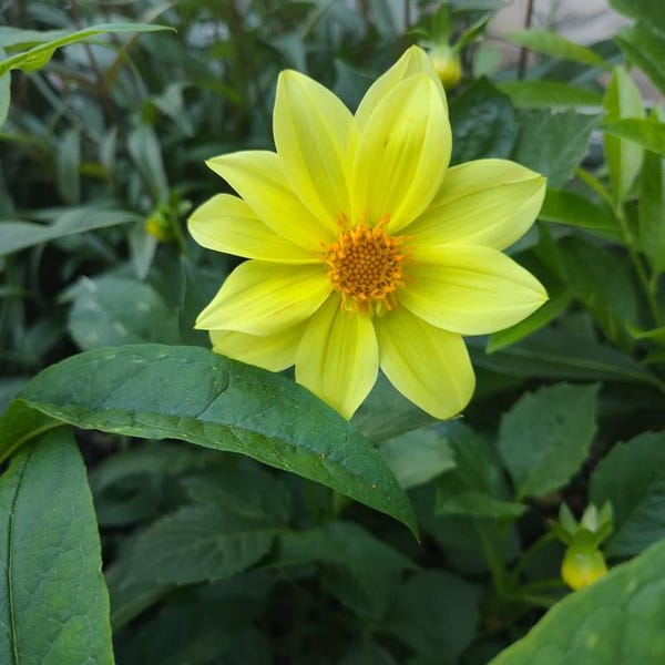 15+ Seeds| Black Halfeti Perennial Flowers Rose Seeds - Rosa ...