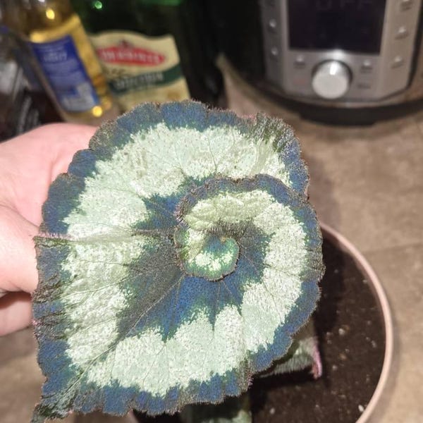 RARE Rex Begonia ‘harmony’s Paparazzi’ Pink Swirl Live House Starter ...