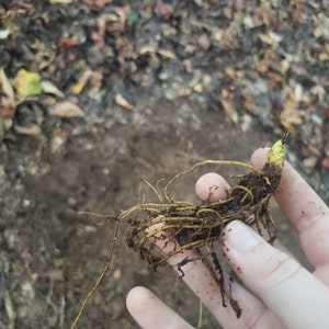 5 Wild Orange Day Lilly Plants Root System Only Twany Ditch | Etsy