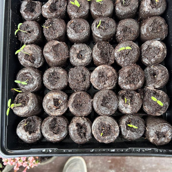 50pcs Pink Pooh Sunflower Seeds | Unique Pink Blooms | Non-gmo ...