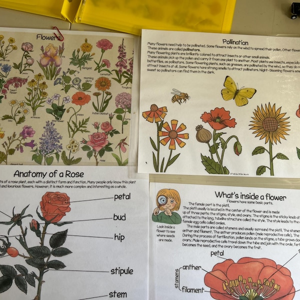 Flowers Unit Study Charlotte Mason Spring Printables Life Cycle of a ...