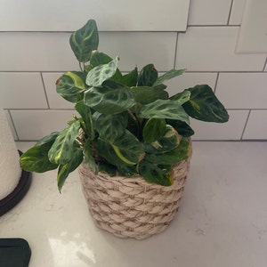 Variegated Maranta Beauty Kim 4 Pot ALL PLANTS Require You to Purchase ...
