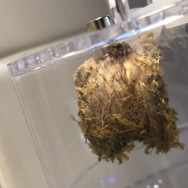 Baby Jumping Spider Kit - Etsy