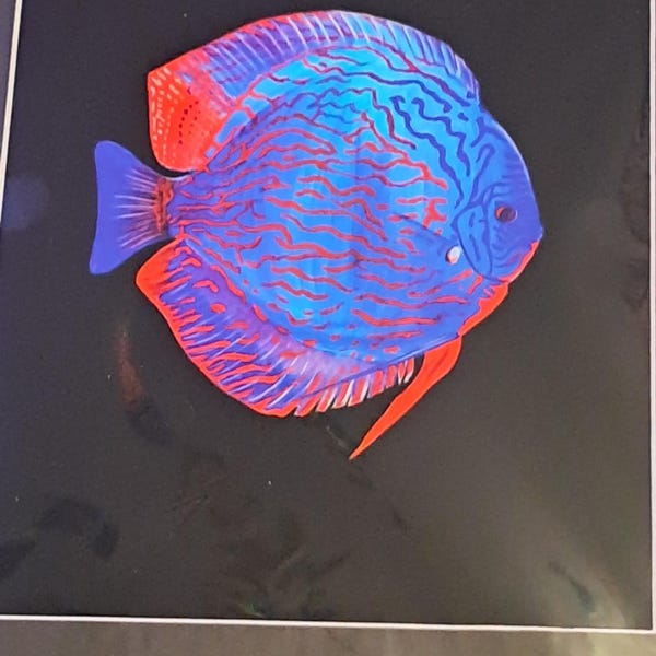 Discus Fish Art Print - Etsy