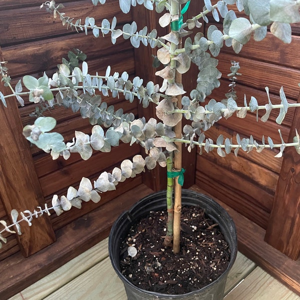 Eucalyptus Cinerea (silver Dollar Tree) 2-3 Feet Tall 3 Gallon Pot - Etsy