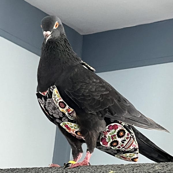 Leashes for Chicken / Duck Diapers - Etsy