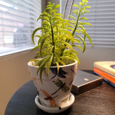 Darling Dragonfly Pot - Etsy