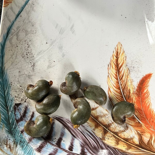 Root Beer Plant (hoja Santa) - Etsy