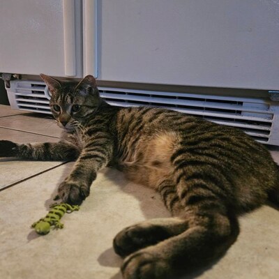 Kitty Lizard Articulated Cat Toy - Etsy