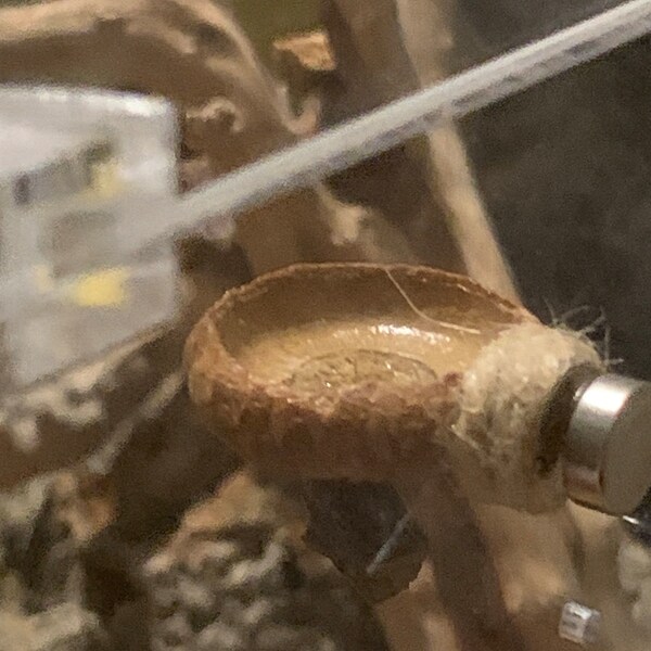 Jumping Spider Magnetic Acorn Ledge/hide classic Acorn, Flat Saucer ...