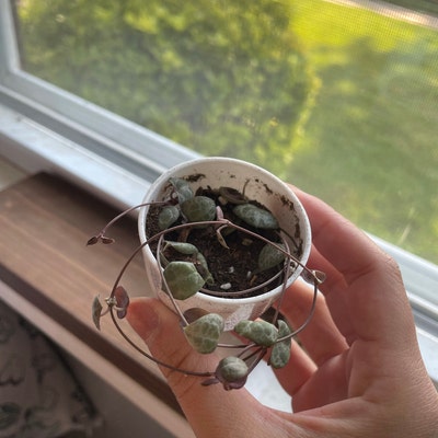 Diptyque Inspired Coffee Pin - Etsy