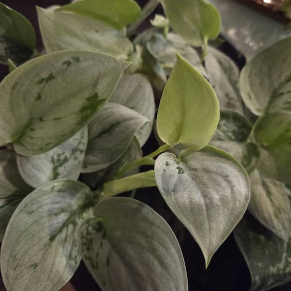 3” Sooo (TM) Silver Scindapsus Plant Pot - NEW CULTIVAR - Lush ...