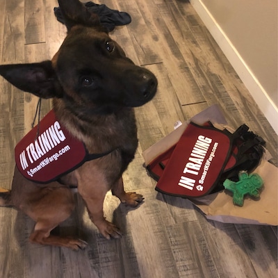 5-pack Adopt Me Dog Jackets Vests With GROUP NAME or WEBSITE - Etsy