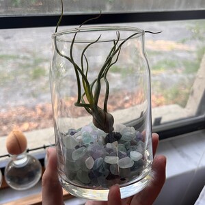 Tillandsia Bulbosa Alien Air Plant - Etsy