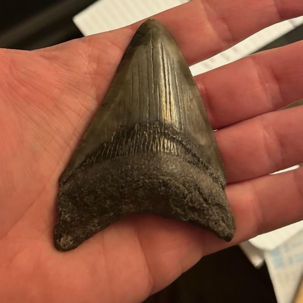 Megalodon Tooth 2.8 Authentic Fossil Shark Teeth - Etsy