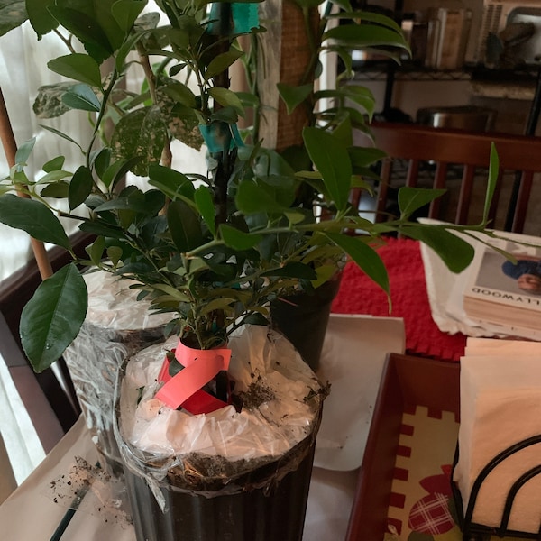 Finger Lime Tree , 1/2 Gallon Pot - Microcitrus Australasica in Half ...