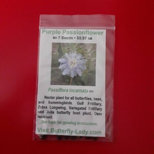 Hollyhock alcea Rosea Indian Spring Mix Packet of 25 Seeds With FREE ...