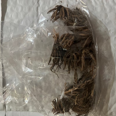 2 Black Fry Muscadine Grape Vine 2 Bare Root Live Plants 2 Year Old ...