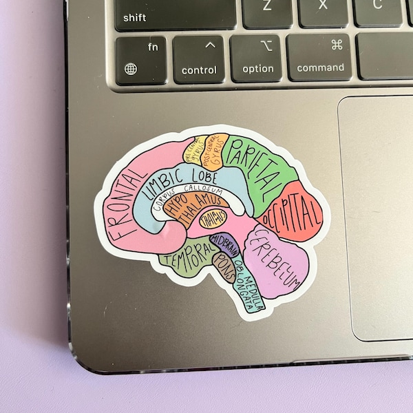 Brain Anatomy Sticker - Etsy