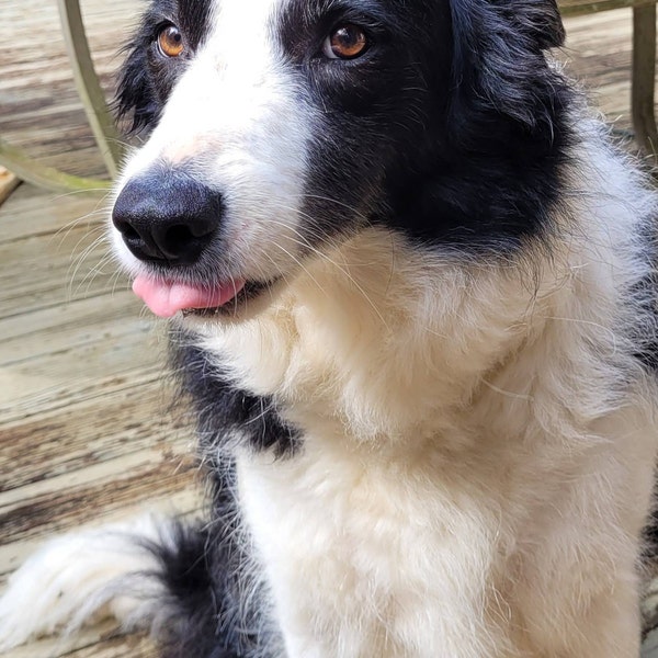 4 Redwood Coaster ~4 1/2”-5”in Diameter + 1/2” Thick Sanded Smooth ...