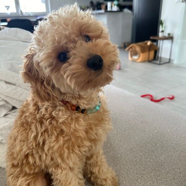 Collar Anti Tick and Fleas With Turquoise - Lithotherapy for Dogs - Etsy