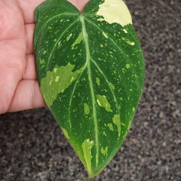 Epi Pinnatum Yellow Flame - Rare - Tropical House Plant - in Moss - Etsy