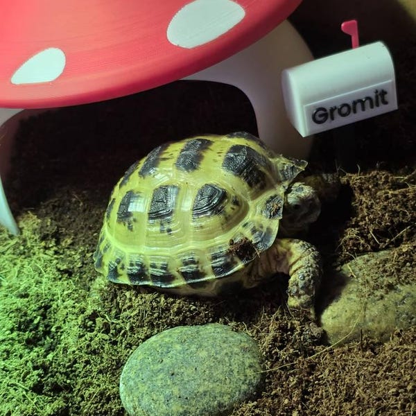 Reptile Climbing Ramp, Bearded Dragon Basking Platform, Rock Wall ...