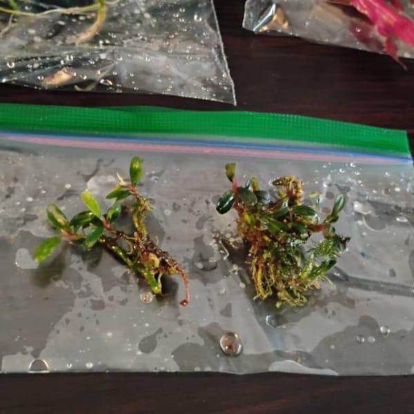 2 Bucephalandra Micro Plants! Live Aquarium Plants! Free S/h!! Live ...