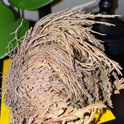 Cascarilla Powder efun/ Eggshell Powder tracking Number - Etsy