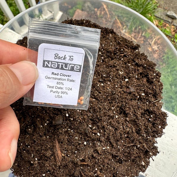 Red Clover Seeds - biologisch en niet-ggo-vrij - kweek je eigen rode ...