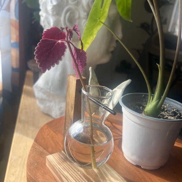 Plant Propagation Vase Gardening Planter Set Hydroponic Houseplant ...