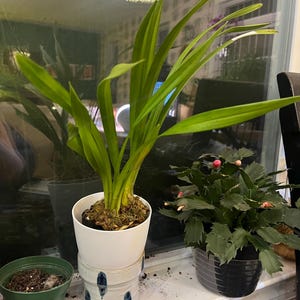 Cymbidium Orchid"beautiful Queen"/ 670 艳后live Plant. No Flowers Now. - Etsy