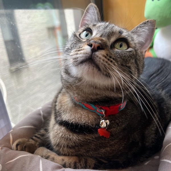 Fish Cat Collar With Bell and Charm, Cute Boy Cat Breakaway Collar ...