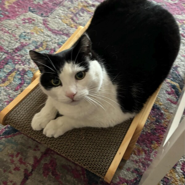 Cat Scratching Post With Recycled Cardboard Inserts - Adjustable ...