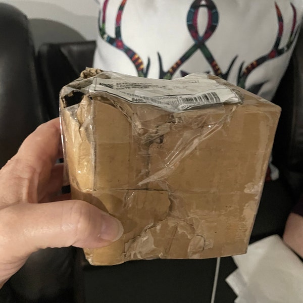 RARE* ALBINO/ ALBINISM Juvenile Florida Fighting Conch, Lightning Whelk ...