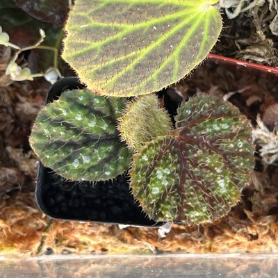 Begonia Moona Moona Rare Plant Sellers Choice - Etsy