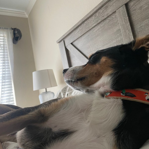 Labrador Key Fob/ Black Lab/golden Lab/ Lab Key Fob 6 and 3 Inch ...