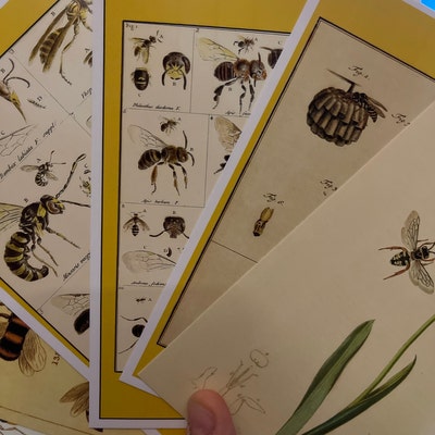 Bees Postcard Set Set of 27 Postcards Vintage Nature Scrapbooking Post ...